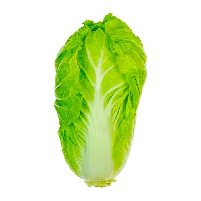 KOBIS PANJANG / CHINESE LONG CABBAGE PER KG | 95 Kopitiam